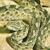 How to identify a Saw-Scaled Viper snake: Features, habitat and more