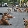 Kochi News, Latest Kochi News Headlines & Live Updates - Times of India