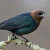 10 Birds that do not make their own nests