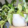 Indoor plants that you can grow without soil