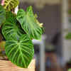 Indoor plants that you can grow without soil