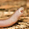 Toothless snakes: Meet the unusual serpents that thrive without fangs