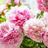 How to keep Peonies from flopping over after they bloom: Simple ...