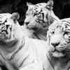 Every White Tiger on Earth traces back its origin to this one Royal ...