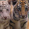 Every White Tiger on Earth traces back its origin to this one Royal ...