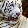 Every White Tiger on Earth traces back its origin to this one Royal ...
