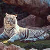 Every White Tiger on Earth traces back its origin to this one Royal ...