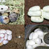 How to identify snake eggs: 7 Signs that can help you tell them apart ...