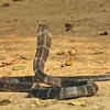 5 snake species in India that are every wildlife photographer's dream