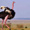 The shocking truth about birds with wings that never fly