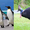 The shocking truth about birds with wings that never fly