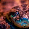 Giant Predator: The World’s Biggest Snake can kill its prey in seconds ...
