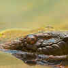 Giant Predator: The World’s Biggest Snake can kill its prey in seconds ...