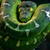 Giant Predator: The World’s Biggest Snake can kill its prey in seconds ...