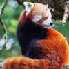 Red, rare and deadly: 5 Mind-blowing animals found in the wild