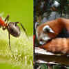 Red, rare and deadly: 5 Mind-blowing animals found in the wild