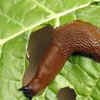 How to keep slugs away from your garden: Simple, effective ways to ...