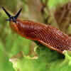 How to keep slugs away from your garden