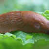 How to keep slugs away from your garden