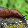 How to keep slugs away from your garden: Simple, effective ways to ...