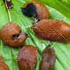 How to keep slugs away from your garden