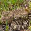 Snakes commonly seen in California: The fascinating reptiles sharing ...