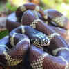 Snakes commonly seen in California: The fascinating reptiles sharing ...