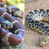Snakes commonly seen in California: The fascinating reptiles sharing ...