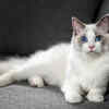 Cat breeds that grow as big as dogs: 7 giant felines that surprise pet ...