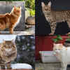 Cat breeds that grow as big as dogs: 7 giant felines that surprise pet ...