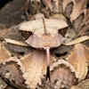 7 Snakes with incredible camouflage skills that can almost disappear ...