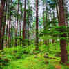 8 iconic state trees of India every traveller and nature lover should ...