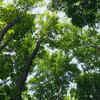 8 iconic state trees of India every traveller and nature lover should ...