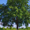 8 iconic state trees of India every traveller and nature lover should ...