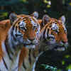 Best national parks in Karnataka: 8 wildlife destinations for tiger ...
