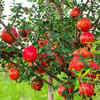 From Lemon to Mango: 7 Fruit trees that grow well in containers