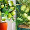 From Lemon to Mango: 7 Fruit trees that grow well in containers