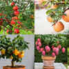 From Lemon to Mango: 7 Fruit trees that grow well in containers