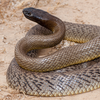 Which countries are home to the world’s deadliest Taipan Snakes?