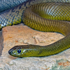 Which countries are home to the world’s deadliest Taipan Snakes?
