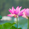 After 30 years, pink lotuses bloom again at this iconic lake in Kashmir