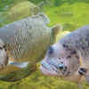 5 giant aquarium fish that bring life and personality to your tank