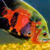 5 giant aquarium fish that bring life and personality to your tank