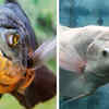 5 giant aquarium fish that bring life and personality to your tank