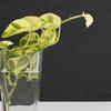 7 Gorgeous water plants you can grow in a glass jar to instantly ...