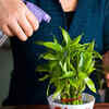 7 Gorgeous water plants you can grow in a glass jar to instantly ...
