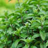 How to grow pudina at home fromstore-bought leaves and stem:A step-by ...