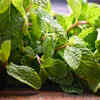 How to grow pudina at home fromstore-bought leaves and stem:A step-by ...