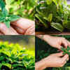How to grow pudina at home fromstore-bought leaves and stem:A step-by ...