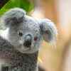 Explore Pets, Wildlife & Viral Animal News | The Times of India